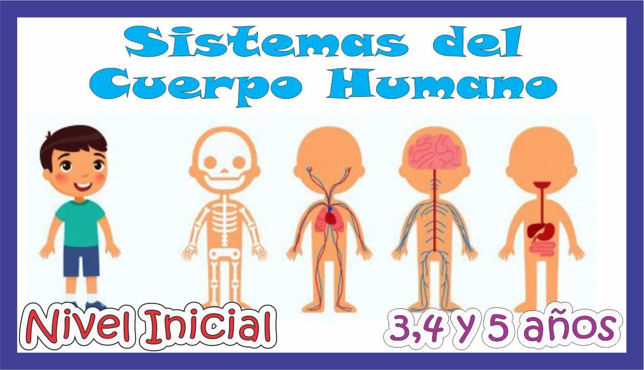 Sistemas Del Cuerpo Humano Maestras De Inicial